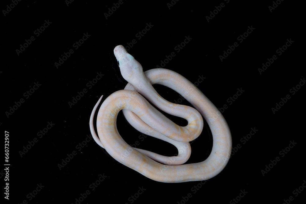 Leucistic reticulated python top view, malayopython reticulatus, solid ...