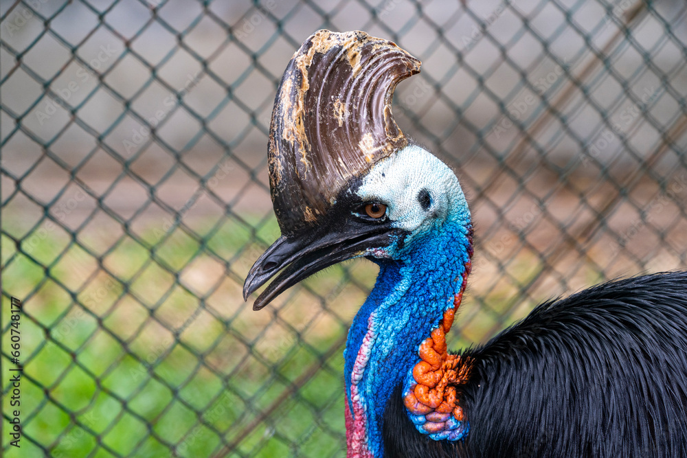Fotografia do Stock: Portrait of a large bird with a growth on its head ...