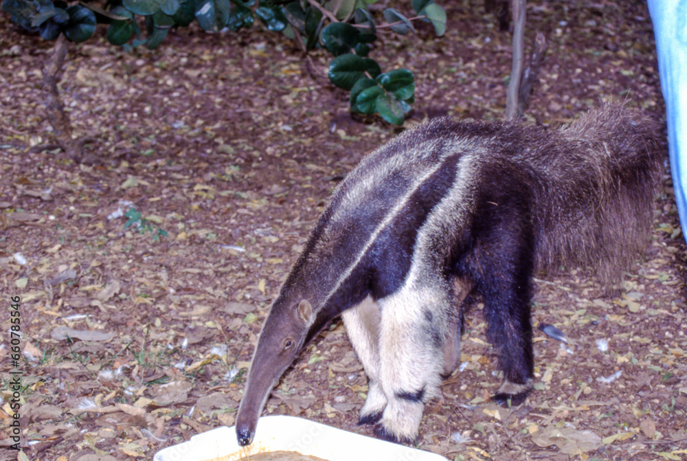 Anteater's uniquely shaped body perfect for capturing it main food ...
