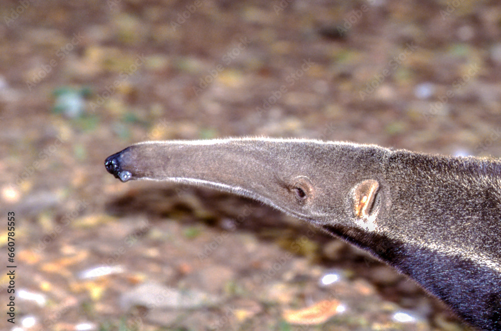 Anteater's uniquely shaped body perfect for capturing it main food ...