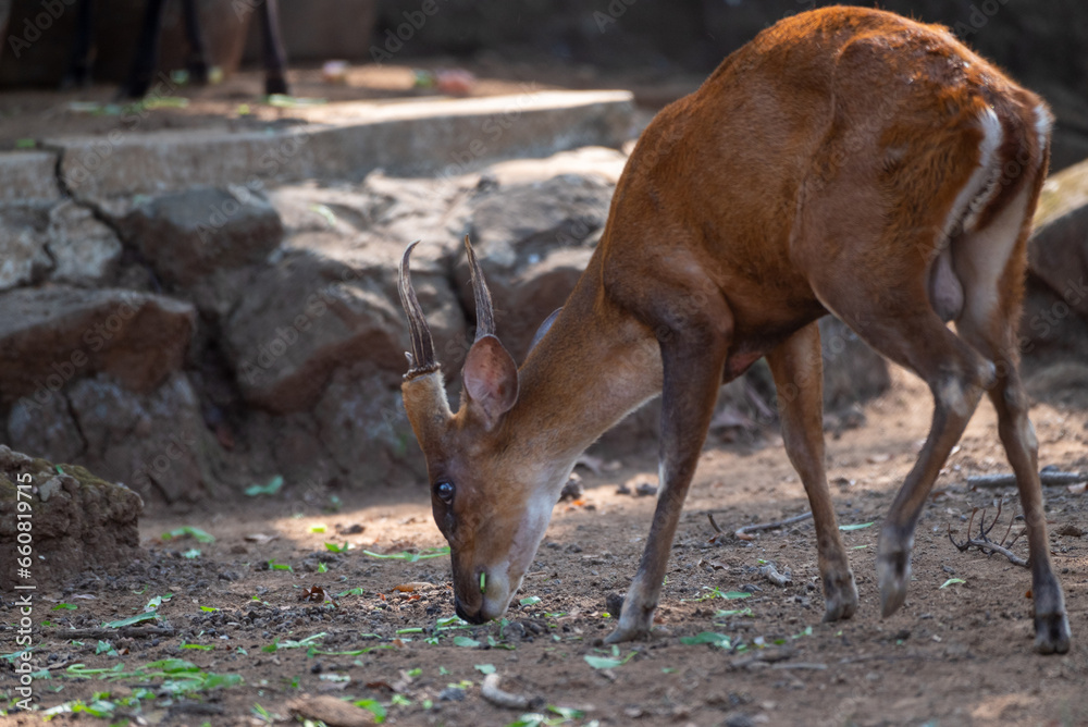 The Indian muntjac, Muntiacus muntjak, also called the southern red ...