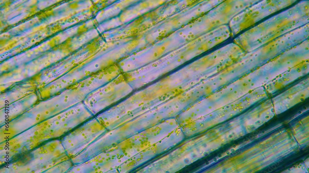 Photosynthesis. Chloroplasts as Nanorobots Inside plant cells. Amazing ...