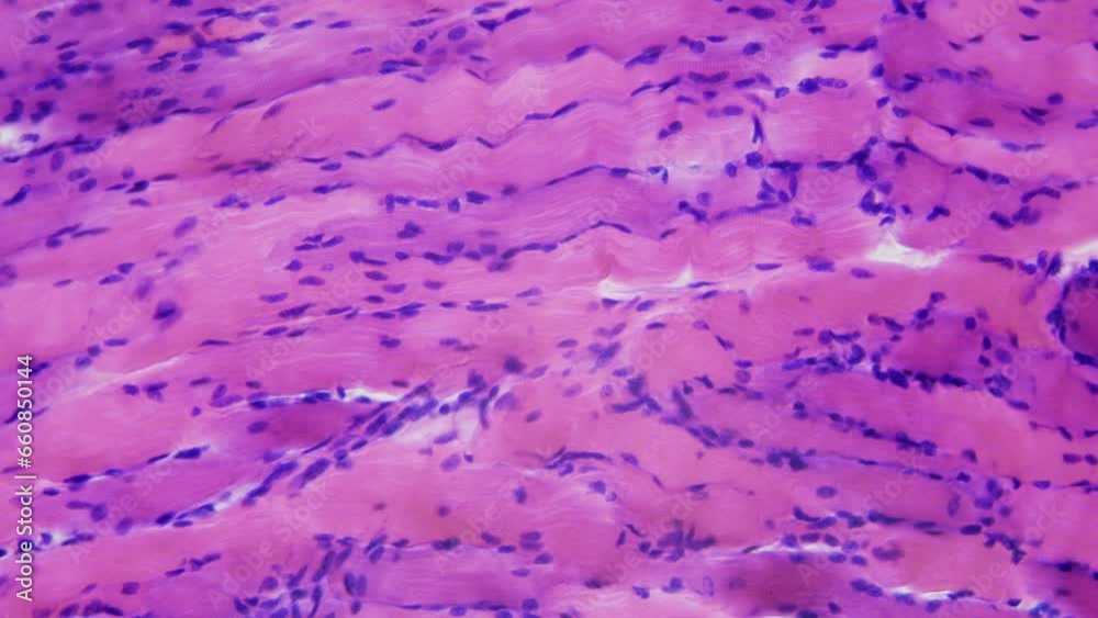 Human skeletal muscle tissue under microscope, 400x zoom . Longitudinal ...