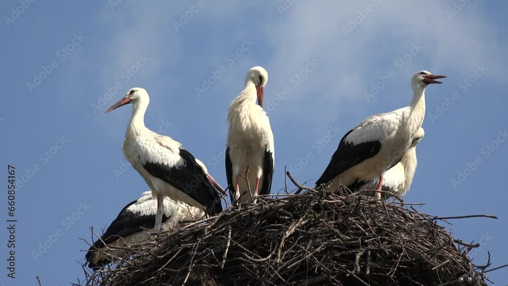 Stork Bird Flying Feeding Baby Birds, Flock of Storks in Nest on ...