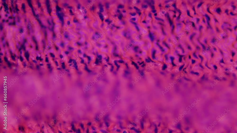 Human artery specimen. HQ video under microscope with 100x ...