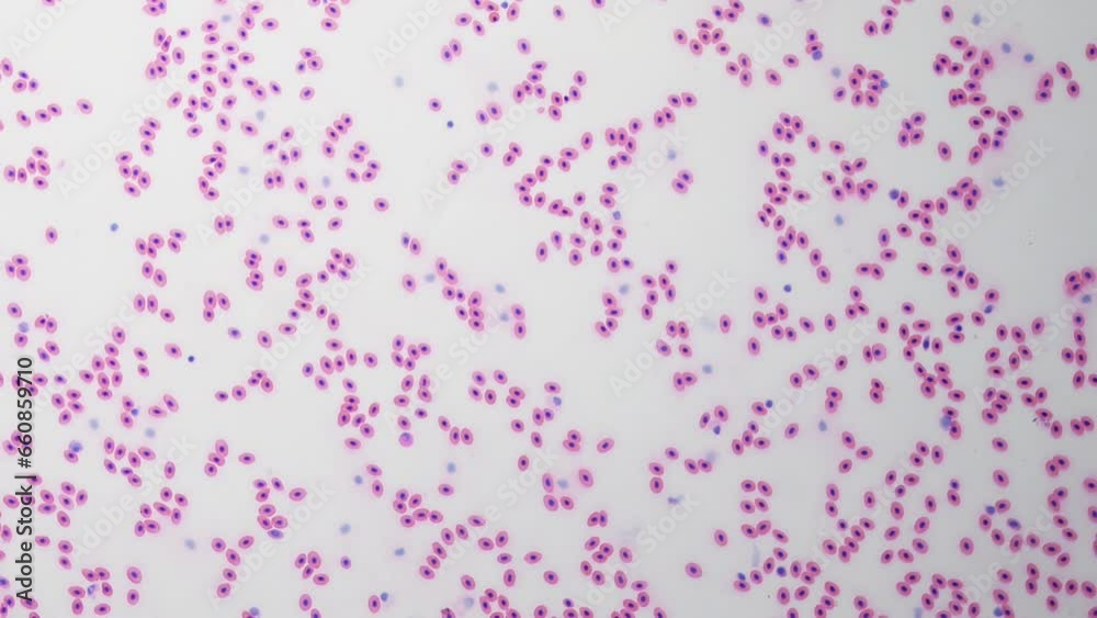 RBC of frog blood. Science class, dissecting amphibians. Anatomy lesson ...