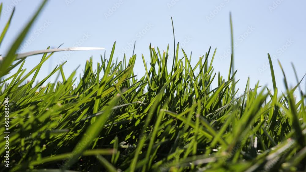 Swaying Grasses. World Environment Day background 4k video. Swaying ...