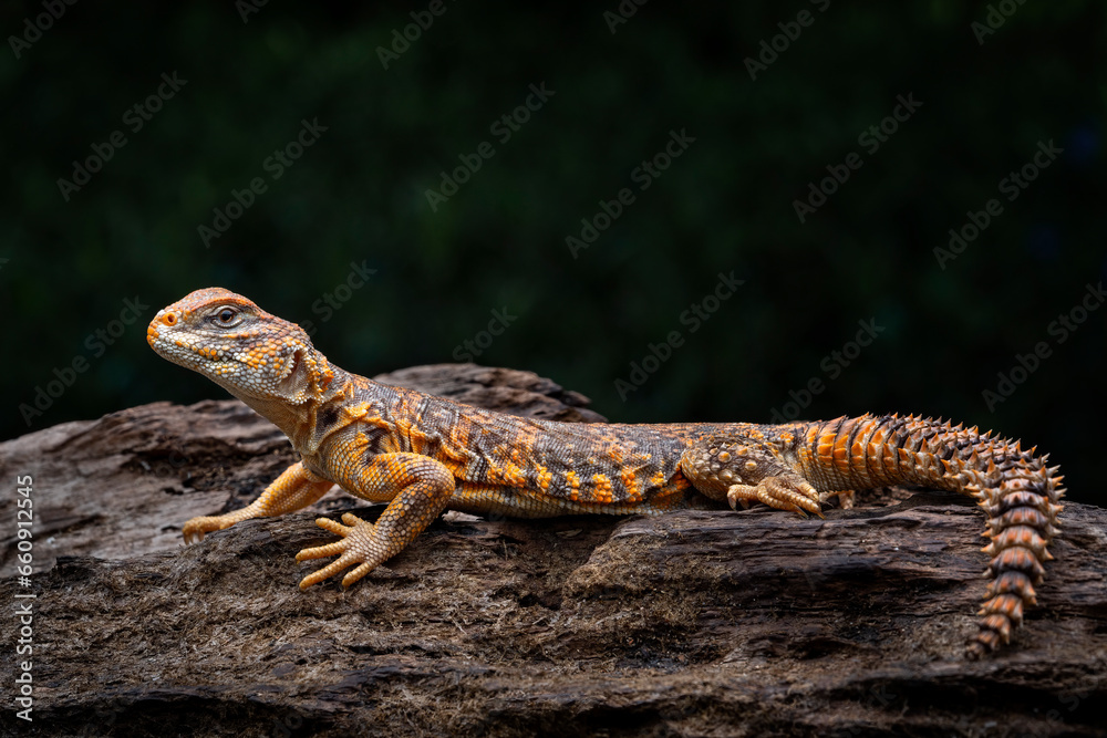 Saharan spiny-tailed lizard (Uromastyx geyri) is a species endemic to ...
