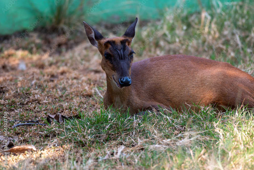 The Indian muntjac, Muntiacus muntjak, also called the southern red ...