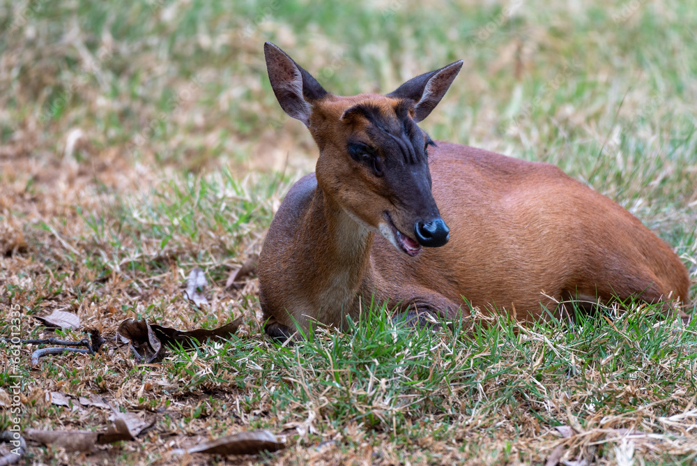 The Indian muntjac, Muntiacus muntjak, also called the southern red ...