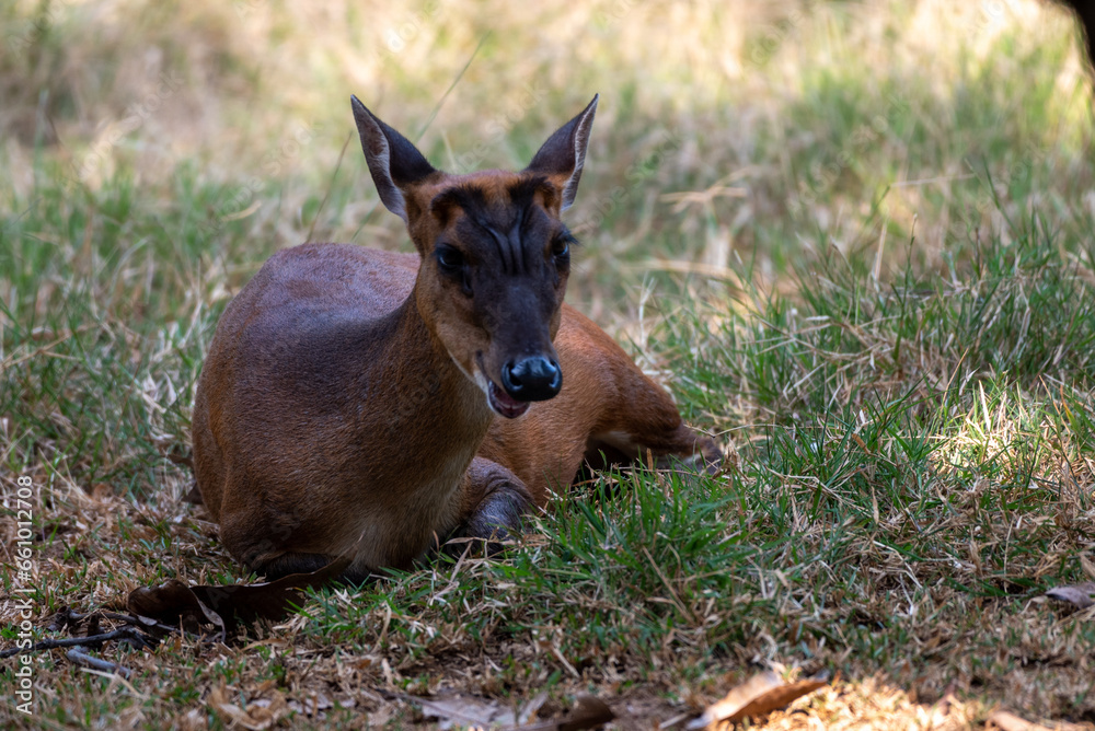 Foto de The Indian muntjac, Muntiacus muntjak, also called the southern ...
