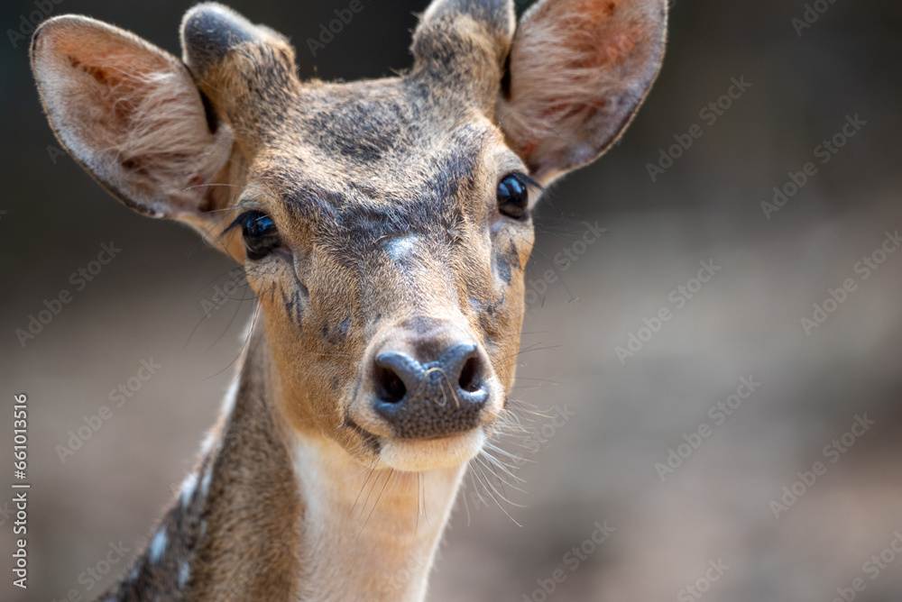 The chital, Axis axis, also known as spotted deer, chital deer, and ...