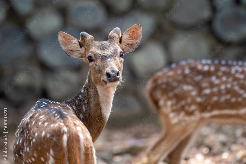 The chital, Axis axis, also known as spotted deer, chital deer, and ...
