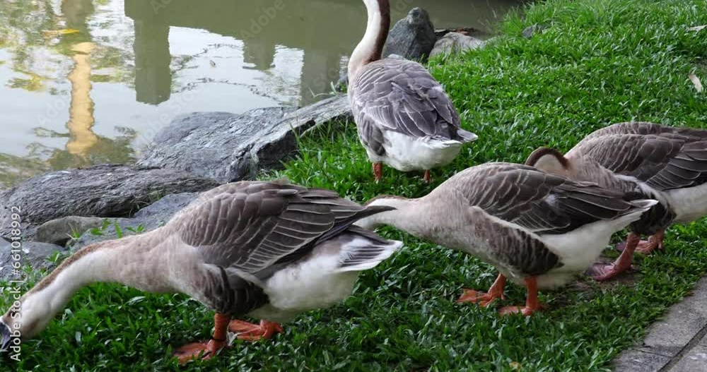 Chinese geese swimming in rivers, also known as Swan Geese (Anser ...
