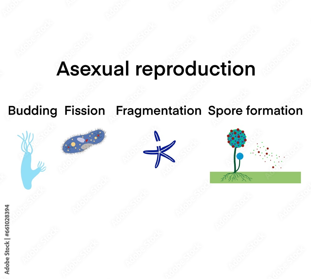 Scientific Designing Of Differences Between Sexual And Asexual