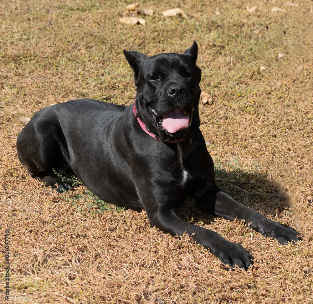 Portrait of an Italian Mastiff Cane Corso. Black and white Italian ...