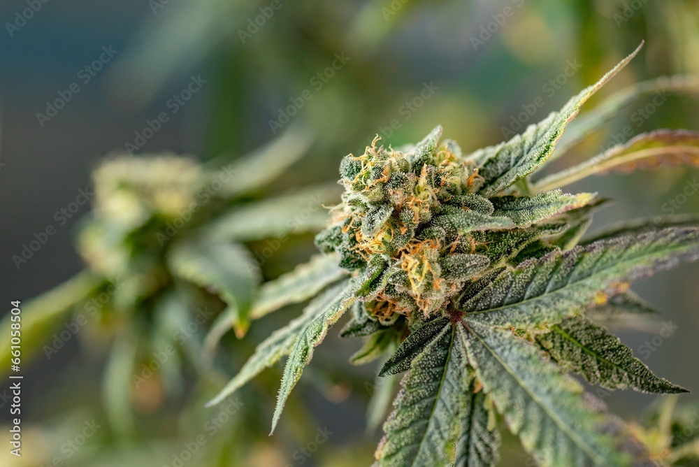 Cannabis flowers plant Closeup with fresh fan leaves cola pistil trichomes and sugar leaves ...
