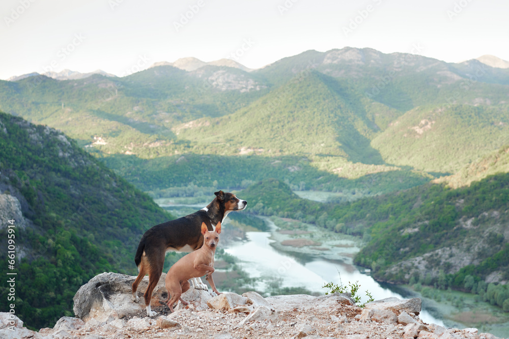 two dogs put its paws on a stone against the backdrop of a river and a ...