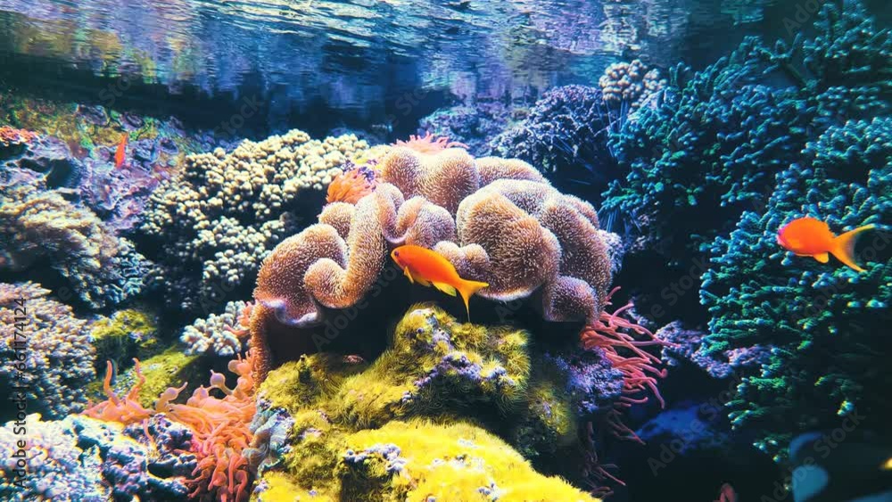 The marine life of tropical fish. Tropical fish reef marine Colourful ...