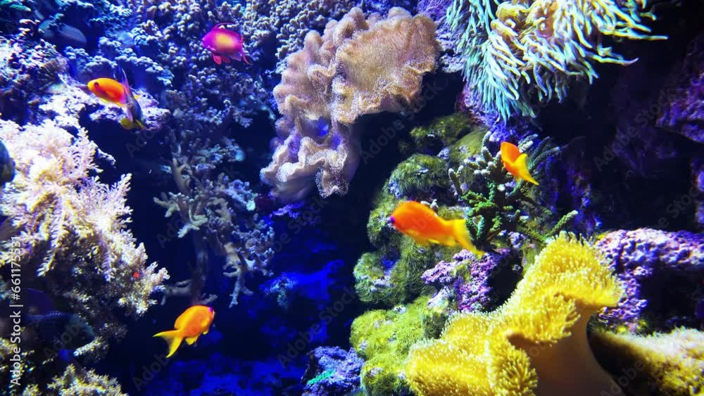 The marine life of tropical fish. Tropical fish reef marine Colourful ...