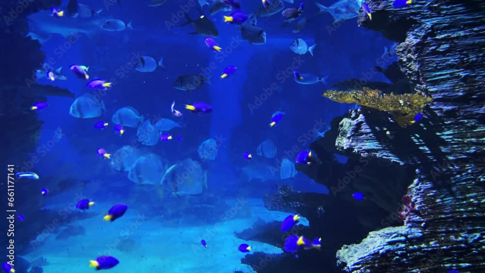 The marine life of tropical fish. Tropical fish reef marine Colourful ...