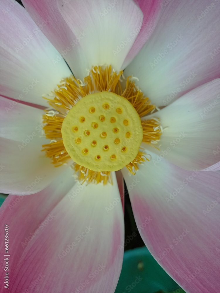 Lotus water plant with the scientific name Nelumbo nucifera, a species ...