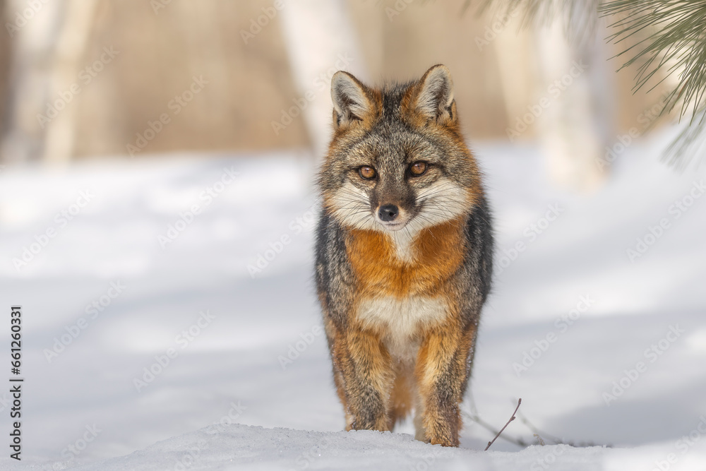 Forest creature in a snowy forest. Cute, furry Gray Fox (Urocyon ...