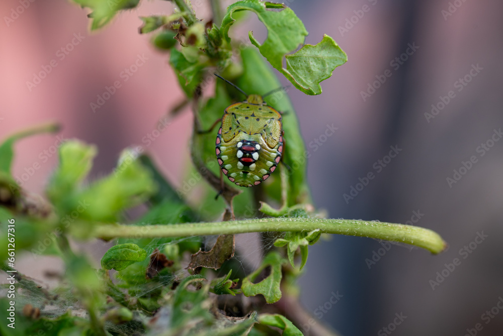 Larva of Southern green stink bug (Nezara viridula) on perilla in Japan ...