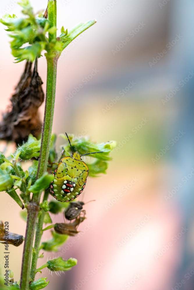 Larva of Southern green stink bug (Nezara viridula) on perilla in Japan ...