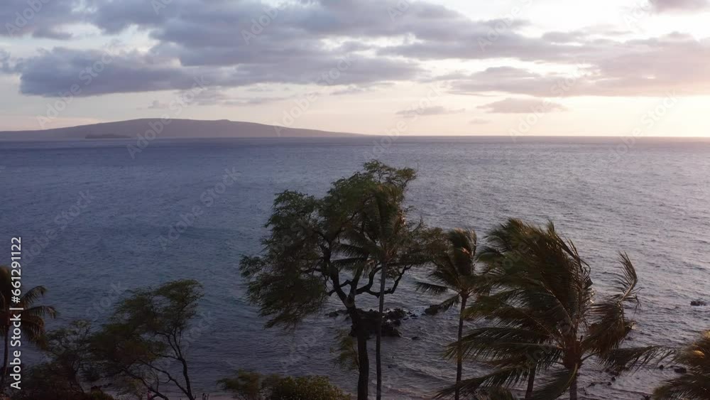 Low and slow aerial shot flying over pam trees along the beach in ...