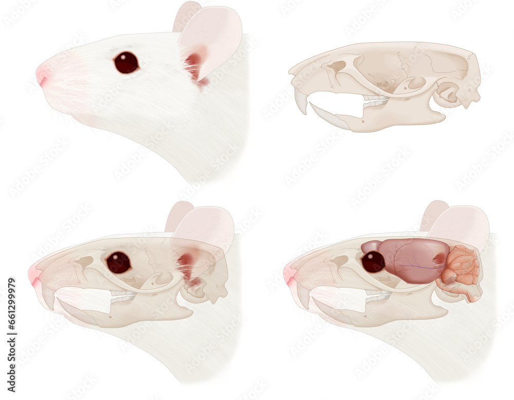 Mouse head anatomical illustrations isolated on transparent background ...