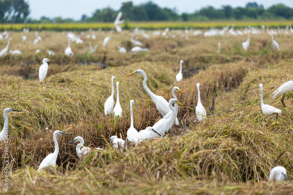 It's the end of the year and it's time for farmers to harvest rice ...