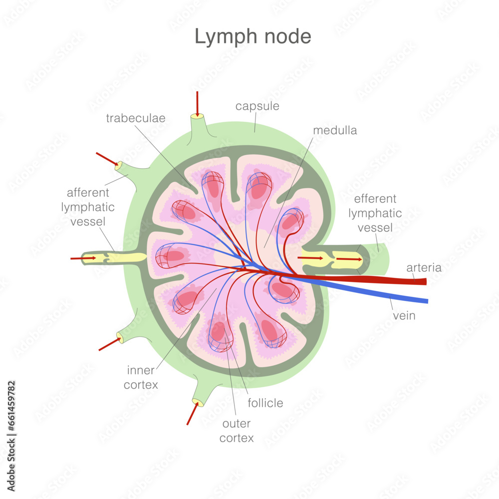 Anatomy of a lymph node. Simplified scheme showing external and internal structure. Stock Vector ...