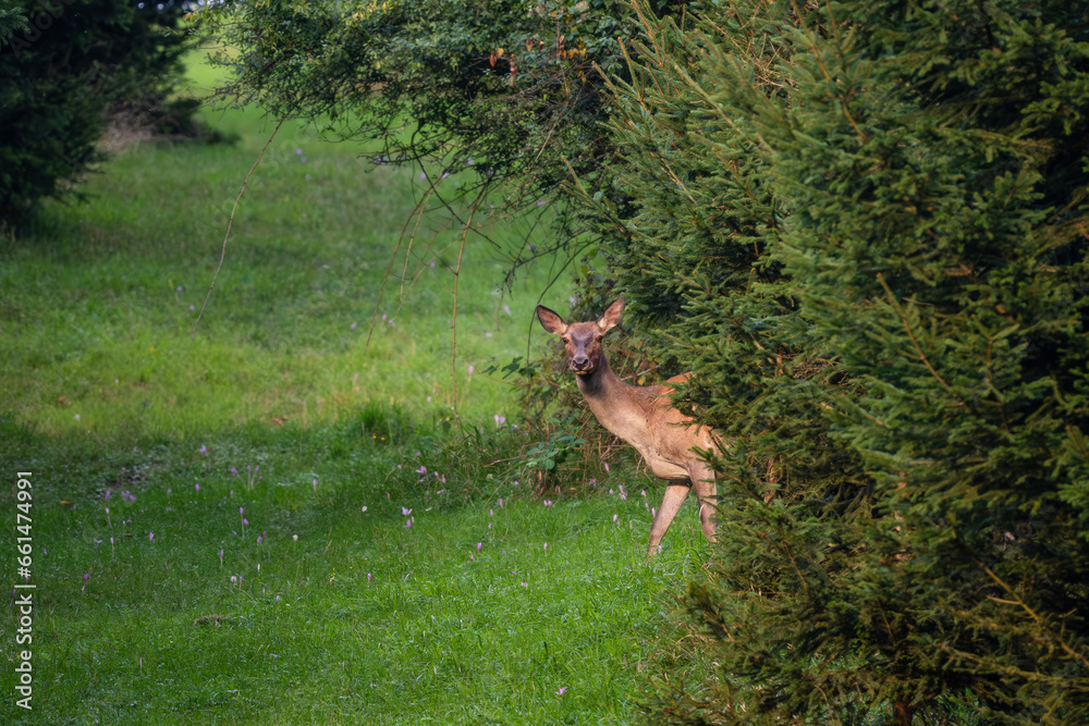 Red Deer - Cervus elaphus, large beautiful iconic animal from European ...