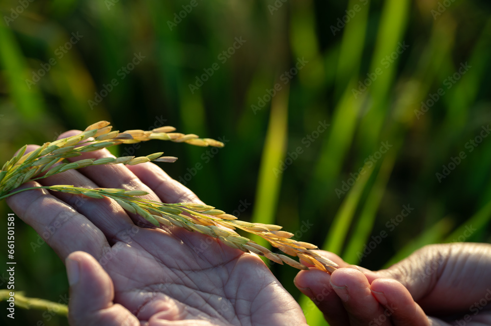 female farmer's hand holding golden rice for checking maturity of rice ...