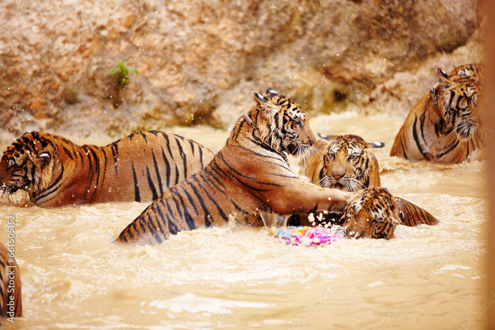 Tigers, playing and fight in water at zoo, park or together in nature ...