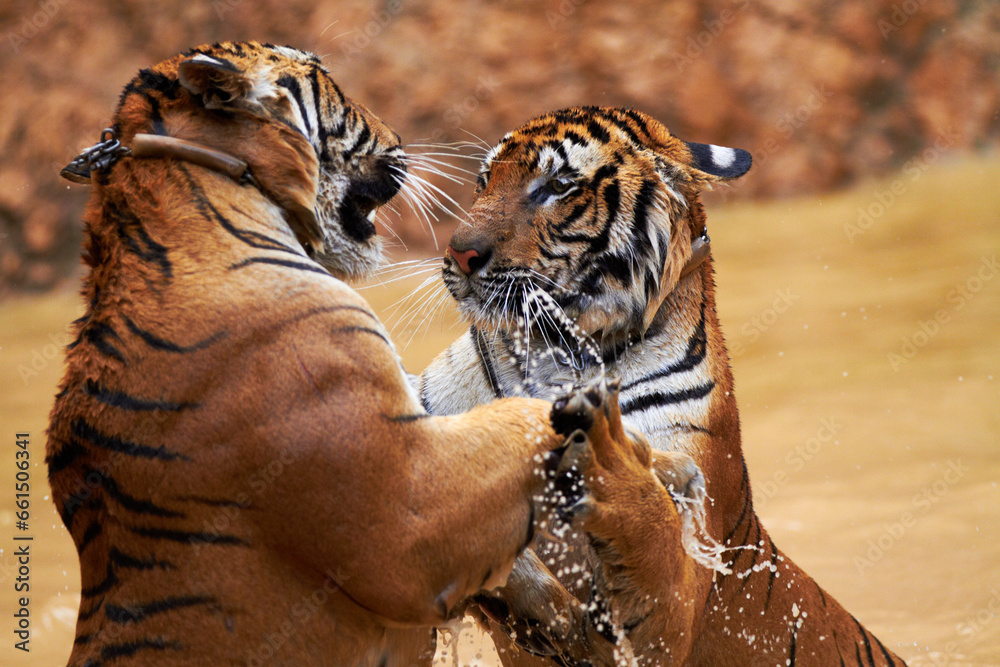Nature, animals and tiger fight in water at wildlife park with fun ...