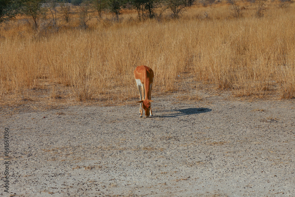 Indian Gazelle -Gazella bennettii, Natural Reserve Tal Chappar ...