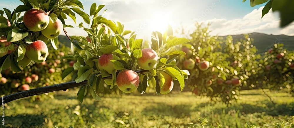 Believing in tomorrow through planting a garden leads to apple trees ...