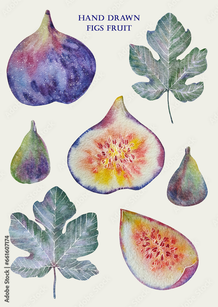 watercolor clipart set of fig fruit, set of isolated elements for print ...