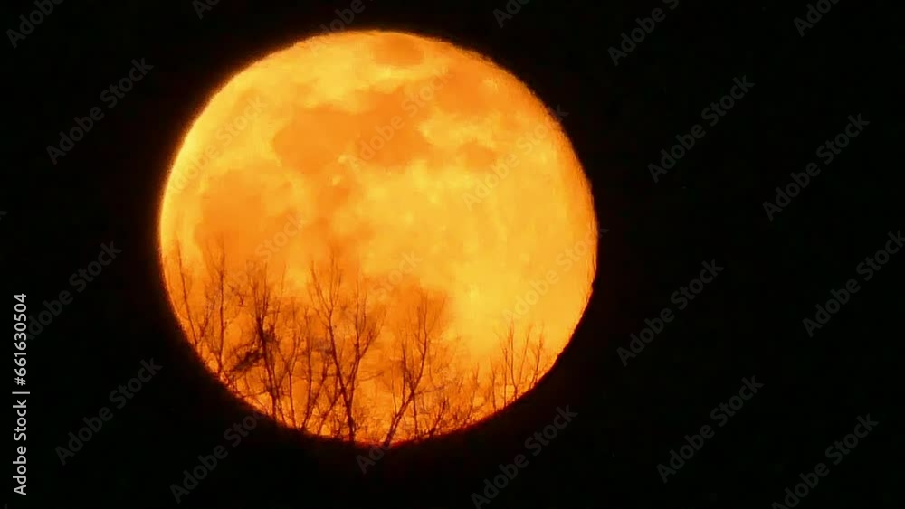 Dark night sky and orange full moon during moonrise over dark branches ...