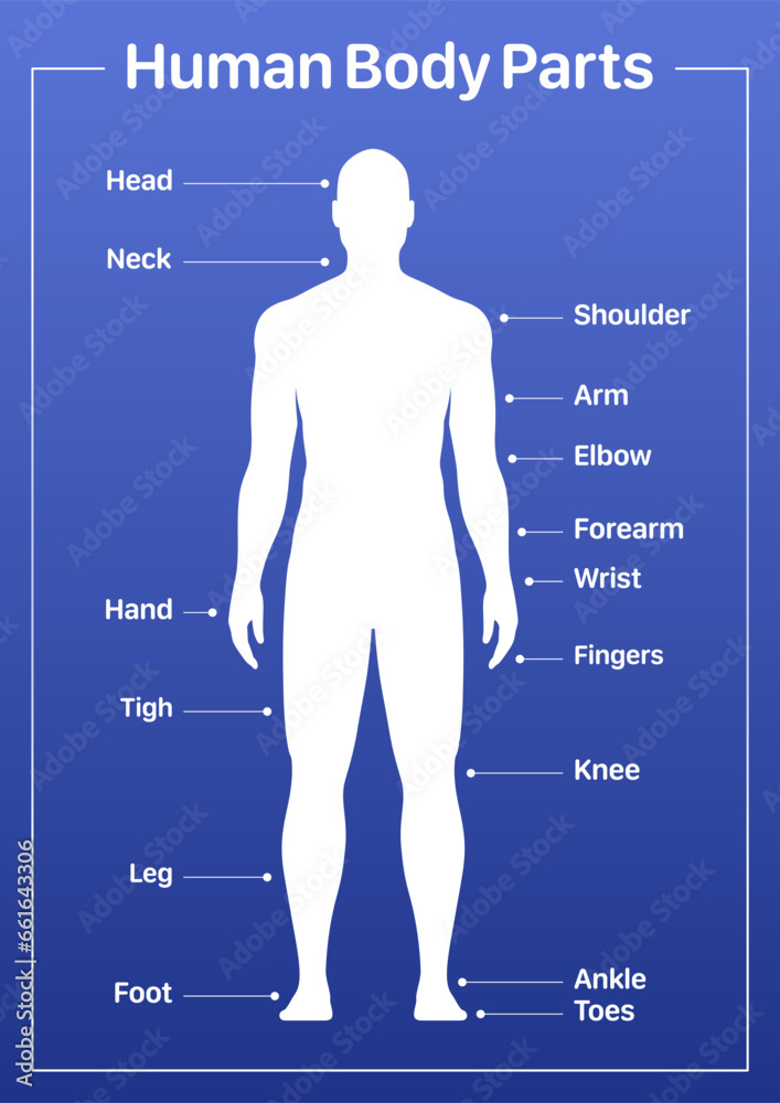 Human body parts medical diagram with male model, vector poster on a ...