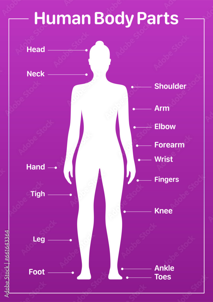 Human body parts medical diagram with female model, vector poster on a ...
