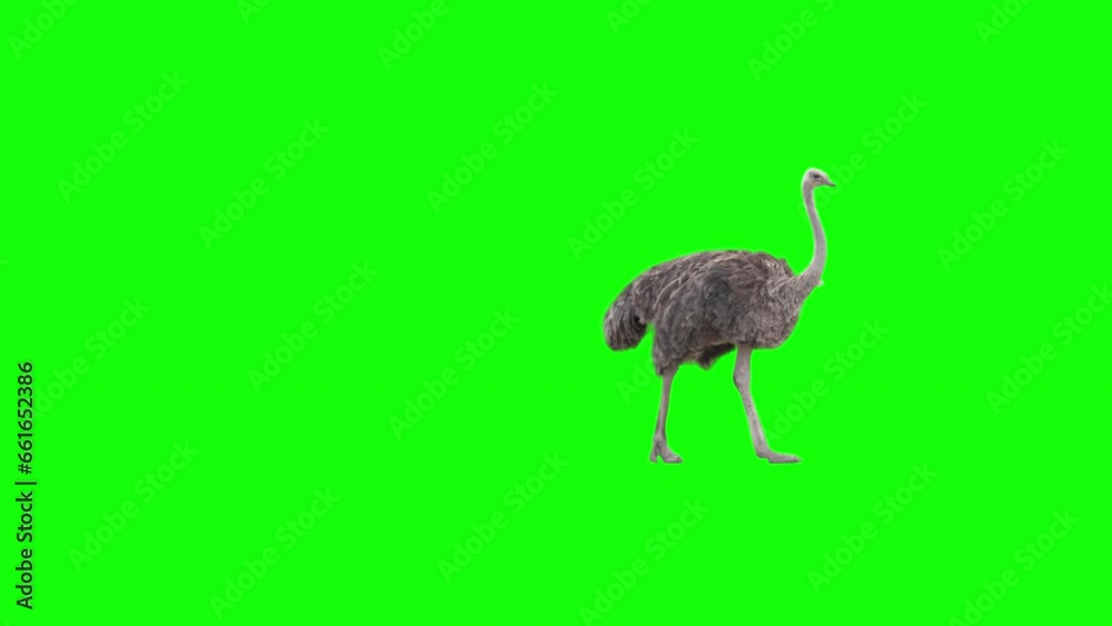 Ostrich slowly walking across the frame on green screen, real shot ...