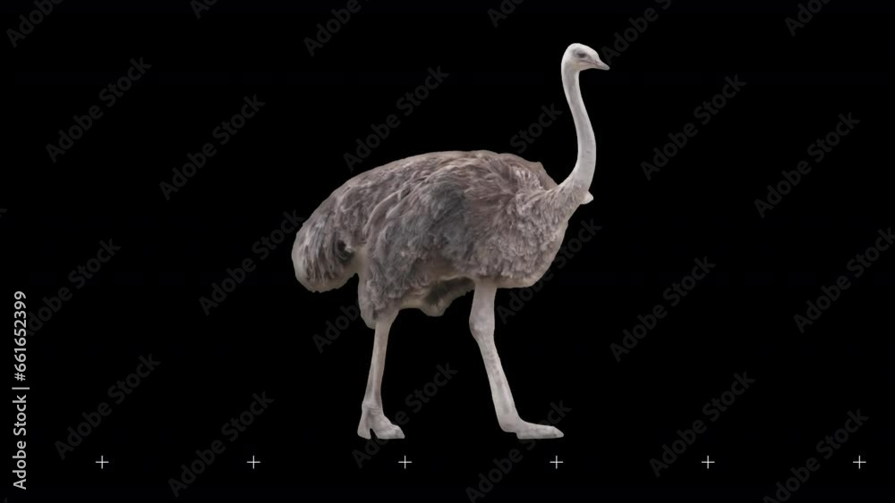 Ostrich slowly walking seamlessly looped on black screen, real shot ...