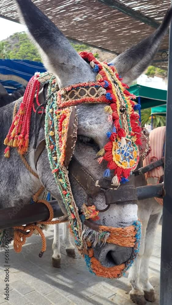 Traditional andalusian donkeys, decorated with colorful clothes Stock ...