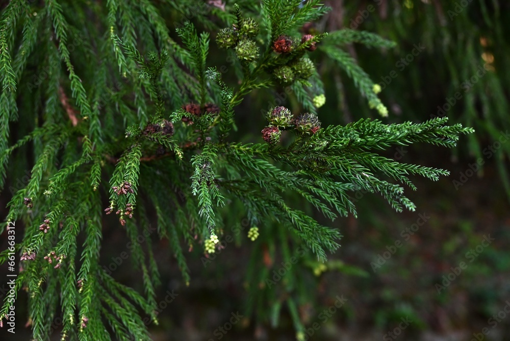 Japanese cedar ( Cryptomeria japonica ) fruits. Cupressaceae evergreen ...