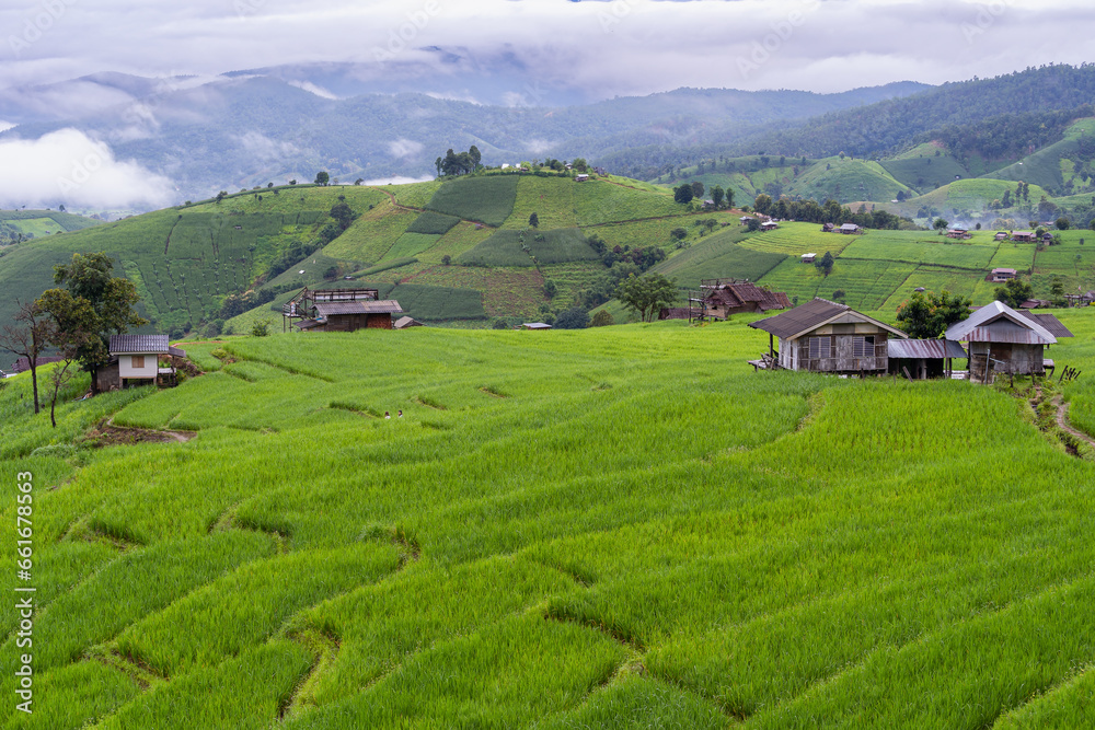 Misty in Terraced rice field. Pa Bong Piang Rice Terraces in Chiang Mai ...