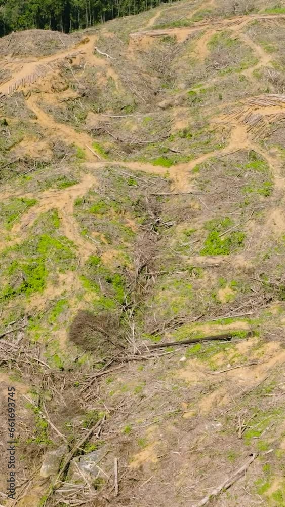 Rainforest cutting down to make way for oil palm plantations ...