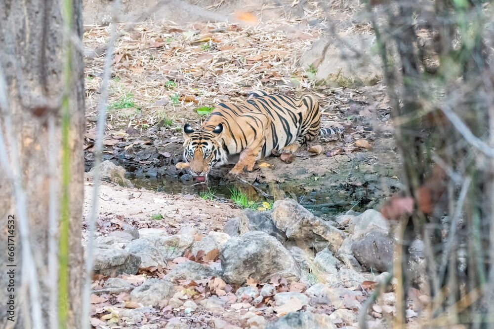 An Indian tigress drinking water from a waterhole inside Bandhavgarh ...